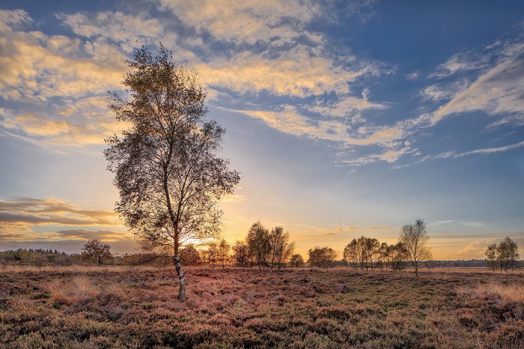 Portfolio - Tony Vingerhoets